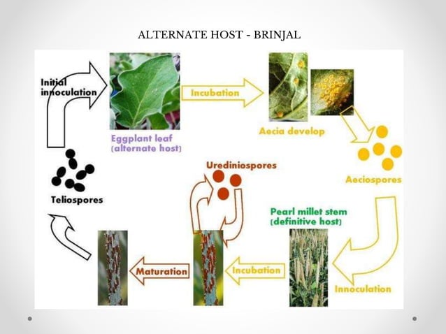 DISEASES OF PEARL MILLET (BAJRA).pptx | Gardening | Home & Garden