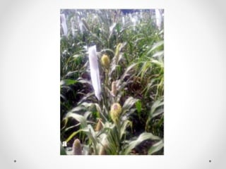DISEASES OF PEARL MILLET (BAJRA).pptx
