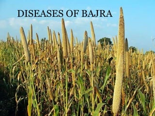 DISEASES OF PEARL MILLET (BAJRA).pptx