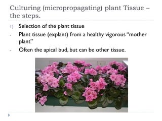 basic principles and protocol in plant tissue culture | PDF