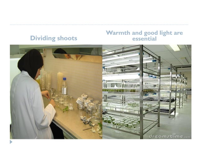 basic principles and protocol in plant tissue culture | PDF