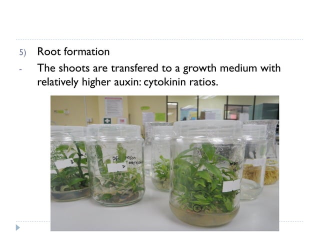basic principles and protocol in plant tissue culture | PDF