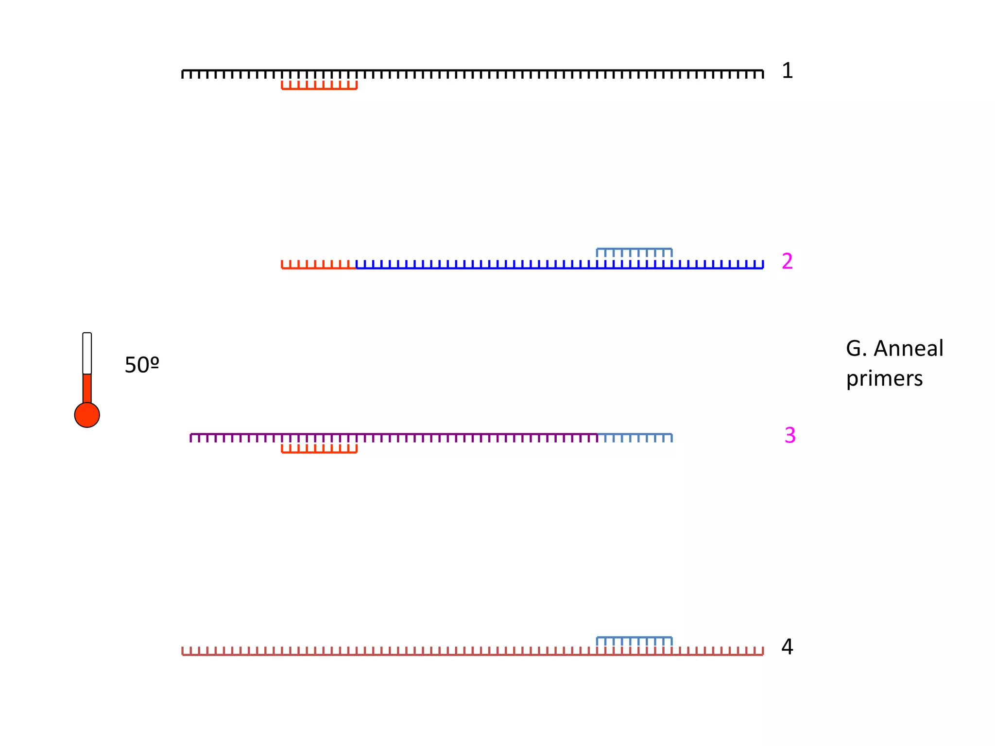 Introduction of RT PCR | PPTX