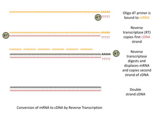 Introduction of RT PCR | PPTX
