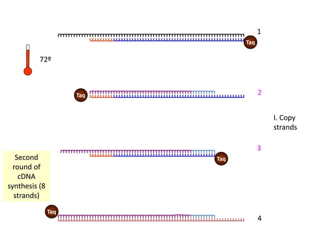 Introduction of RT PCR | PPT