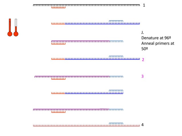 Introduction of RT PCR | PPT