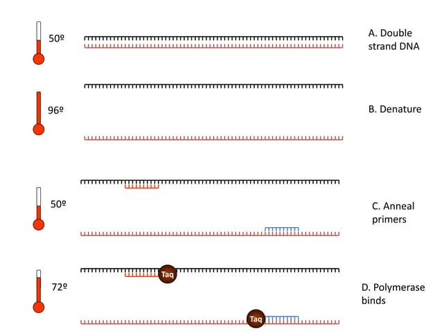Introduction of RT PCR | PPT