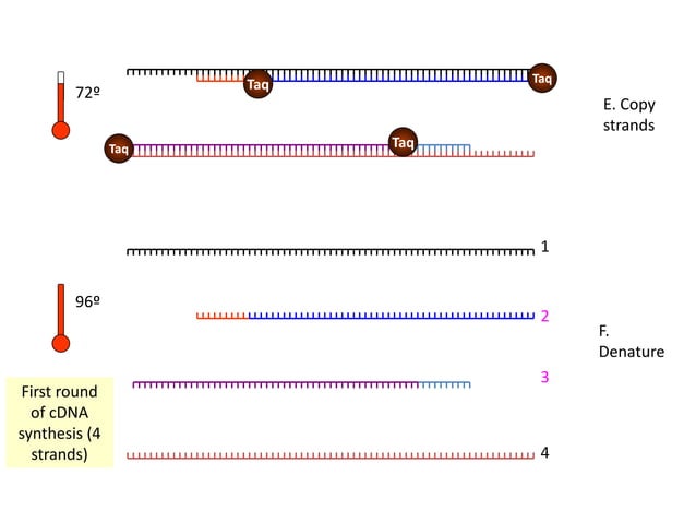 Introduction of RT PCR | PPT