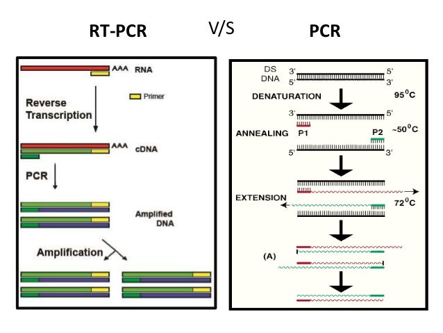 Introduction of RT PCR