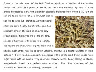Cumin | PPTX | Cooking | Food & Drink