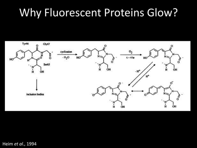 The Colourful World of Fluorescent Proteins | PPT
