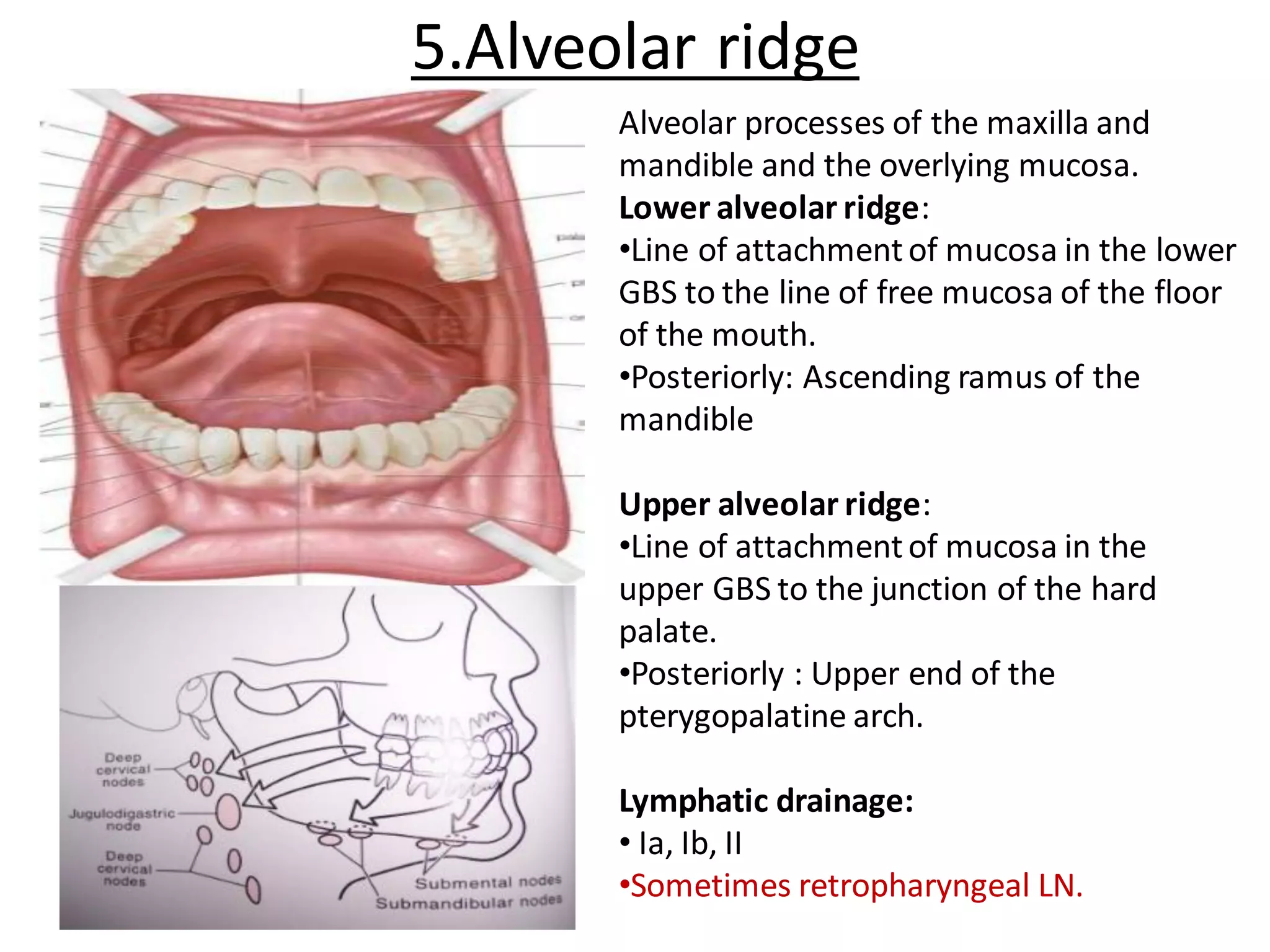 CA.ORAL CAVITY FINAL.pdf