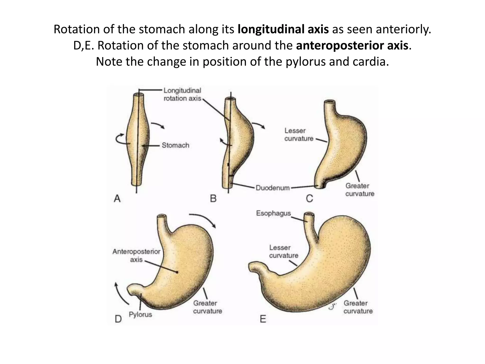 Imaging of stomach | PPTX