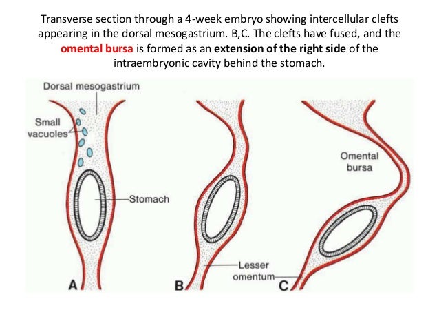 Imaging of stomach