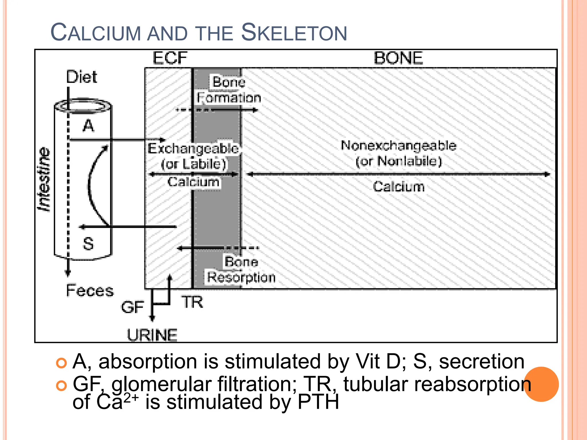 Calcium and Phosphorus metabolism and osteoporosis | PPT