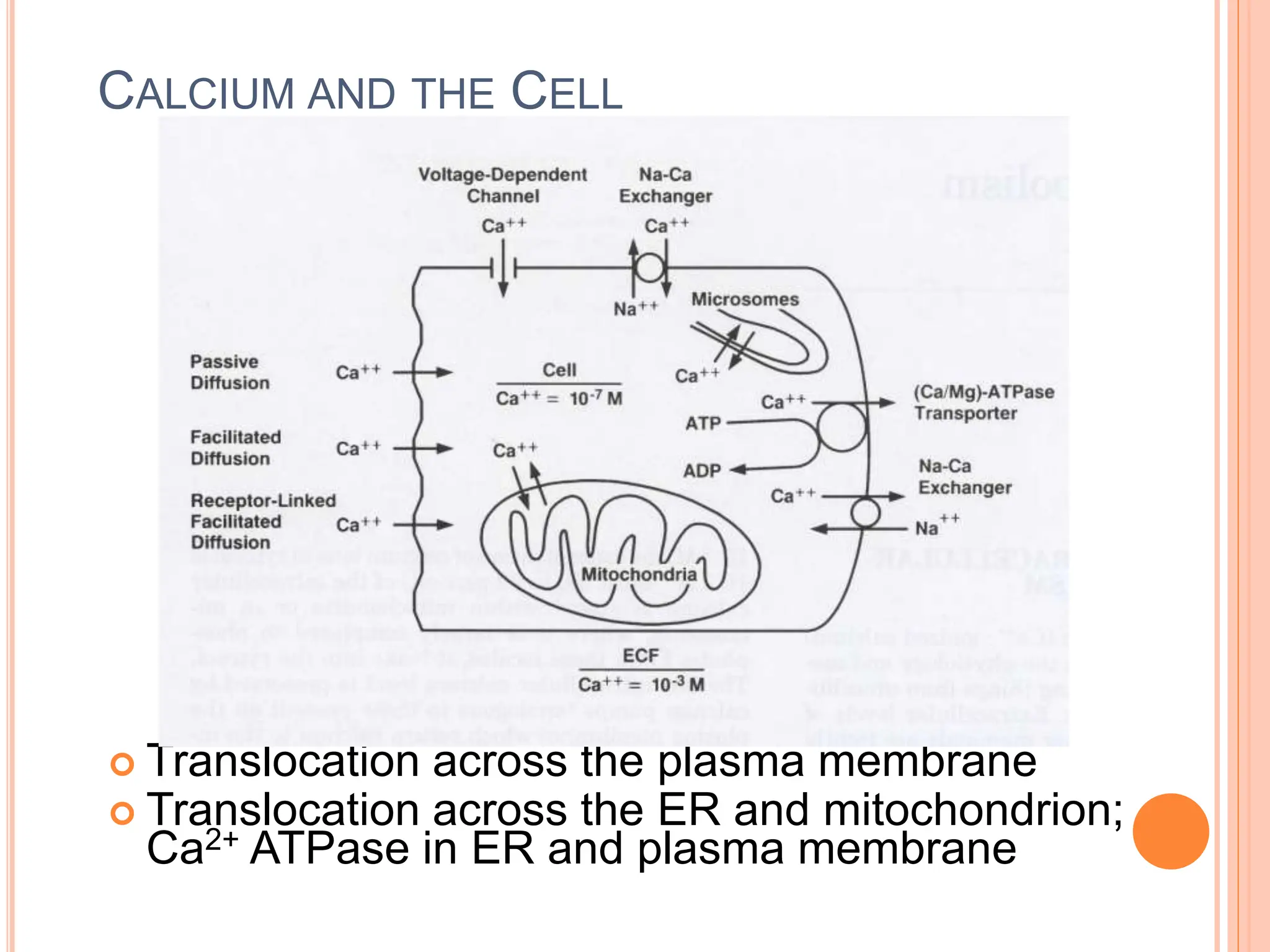 Calcium and Phosphorus metabolism and osteoporosis | PPT