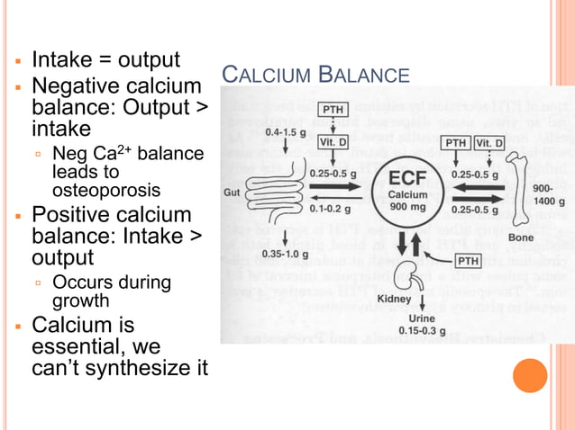 Calcium and Phosphorus metabolism and osteoporosis | PPT | Endocrine ...