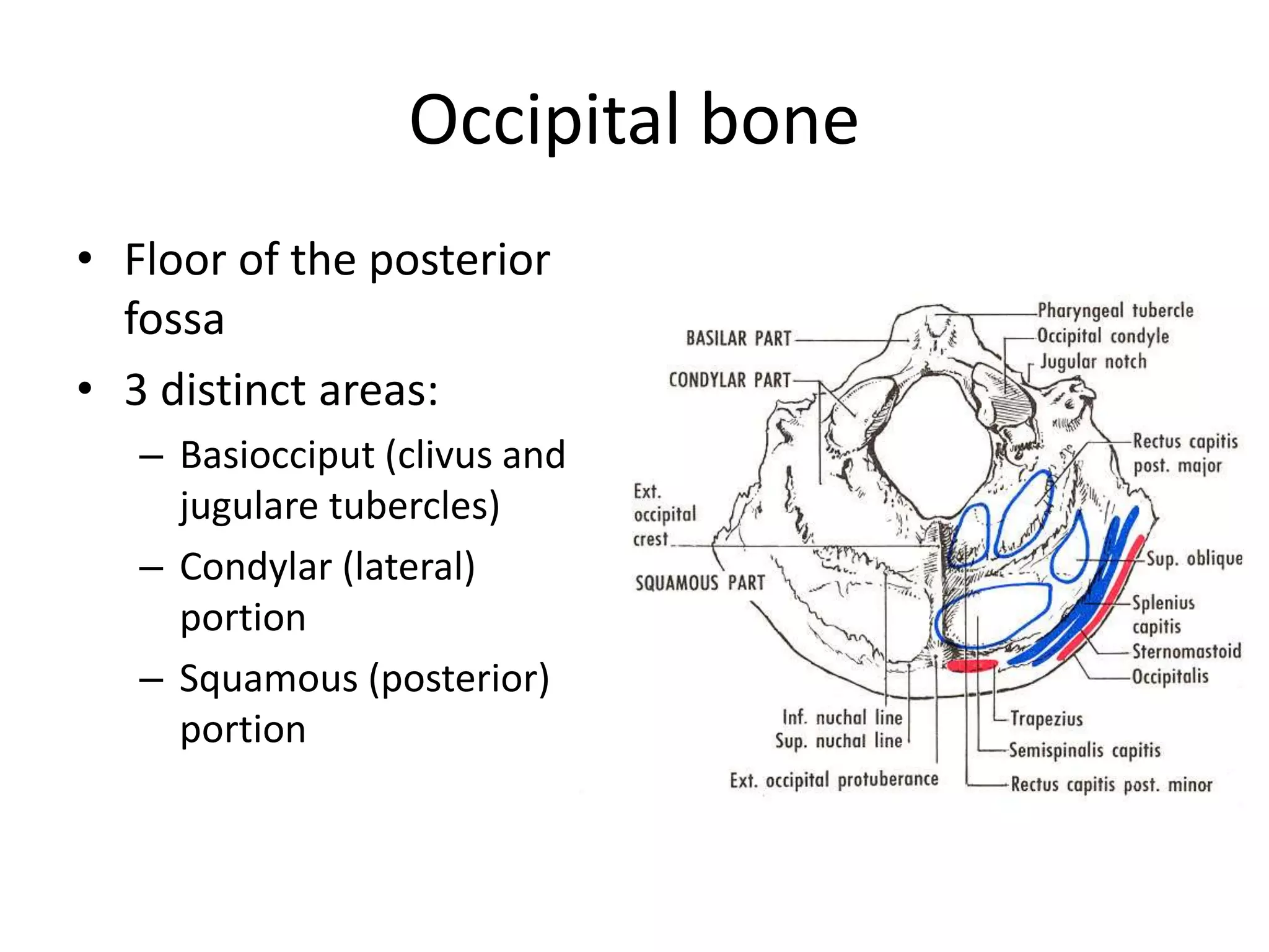 Imaging in Skull base | PPTX