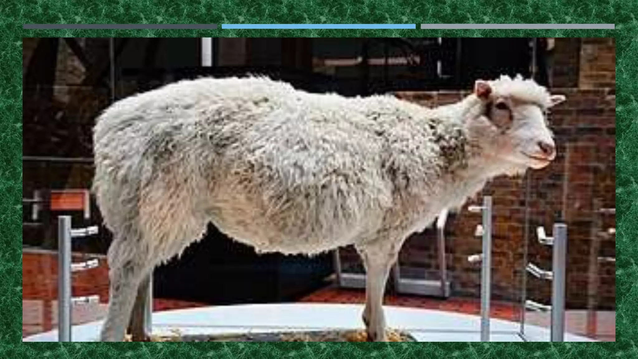 Dolly the Sheep | PPT