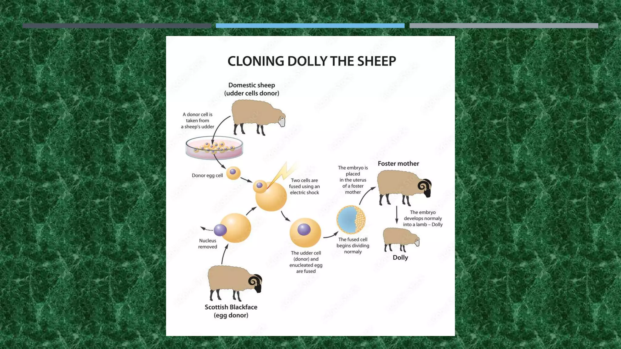 Dolly the Sheep | PPT