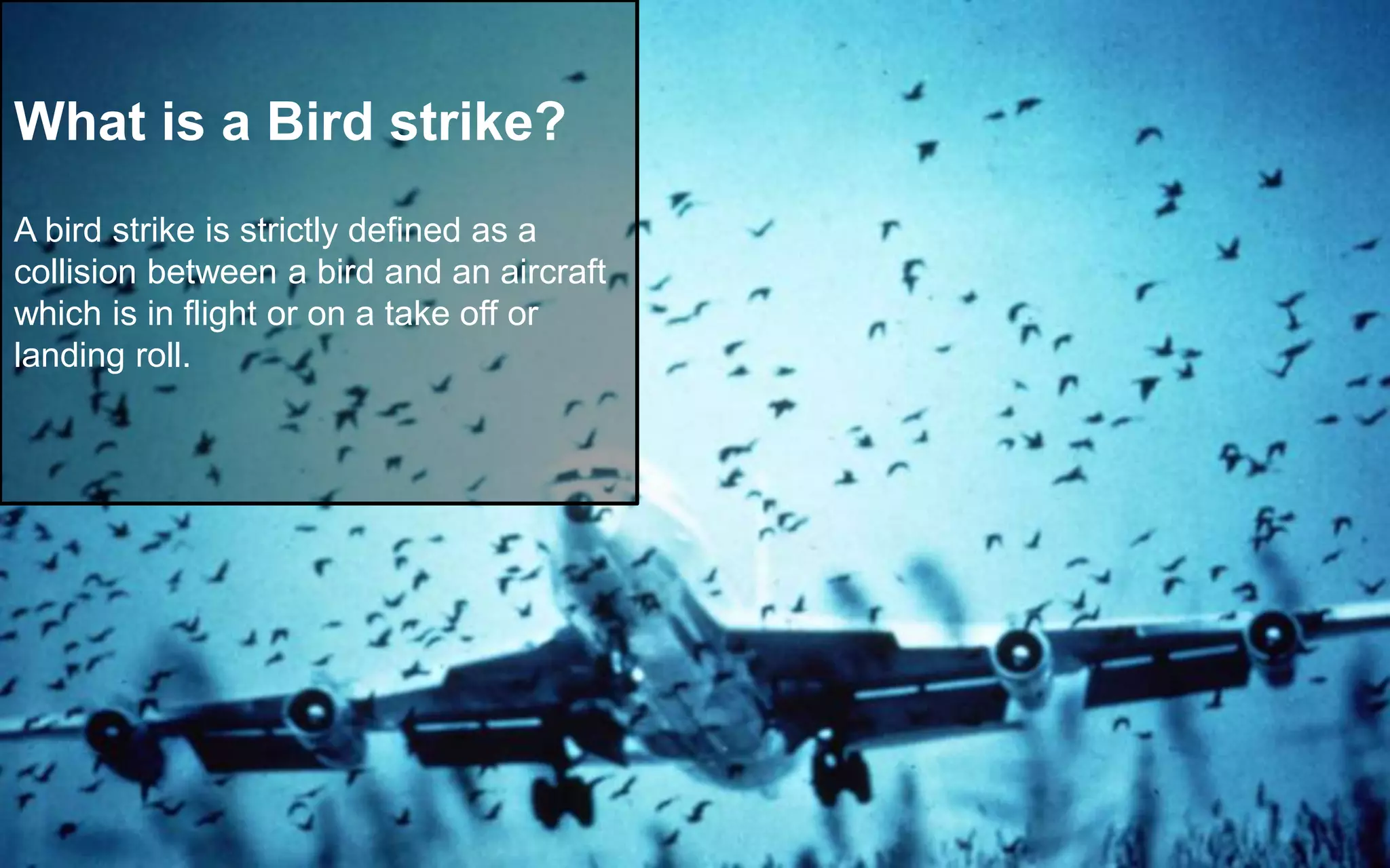 Bird Aircraft Strike Hazard PR Campaign - PCAA | PPTX