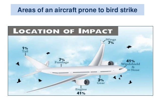 Bird Aircraft Strike Hazard PR Campaign - PCAA