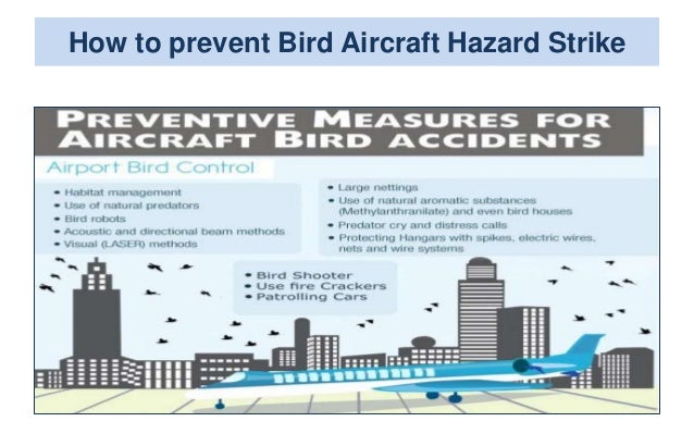 Bird Aircraft Strike Hazard PR Campaign - PCAA