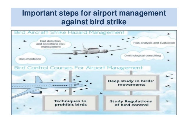 Bird Aircraft Strike Hazard PR Campaign - PCAA