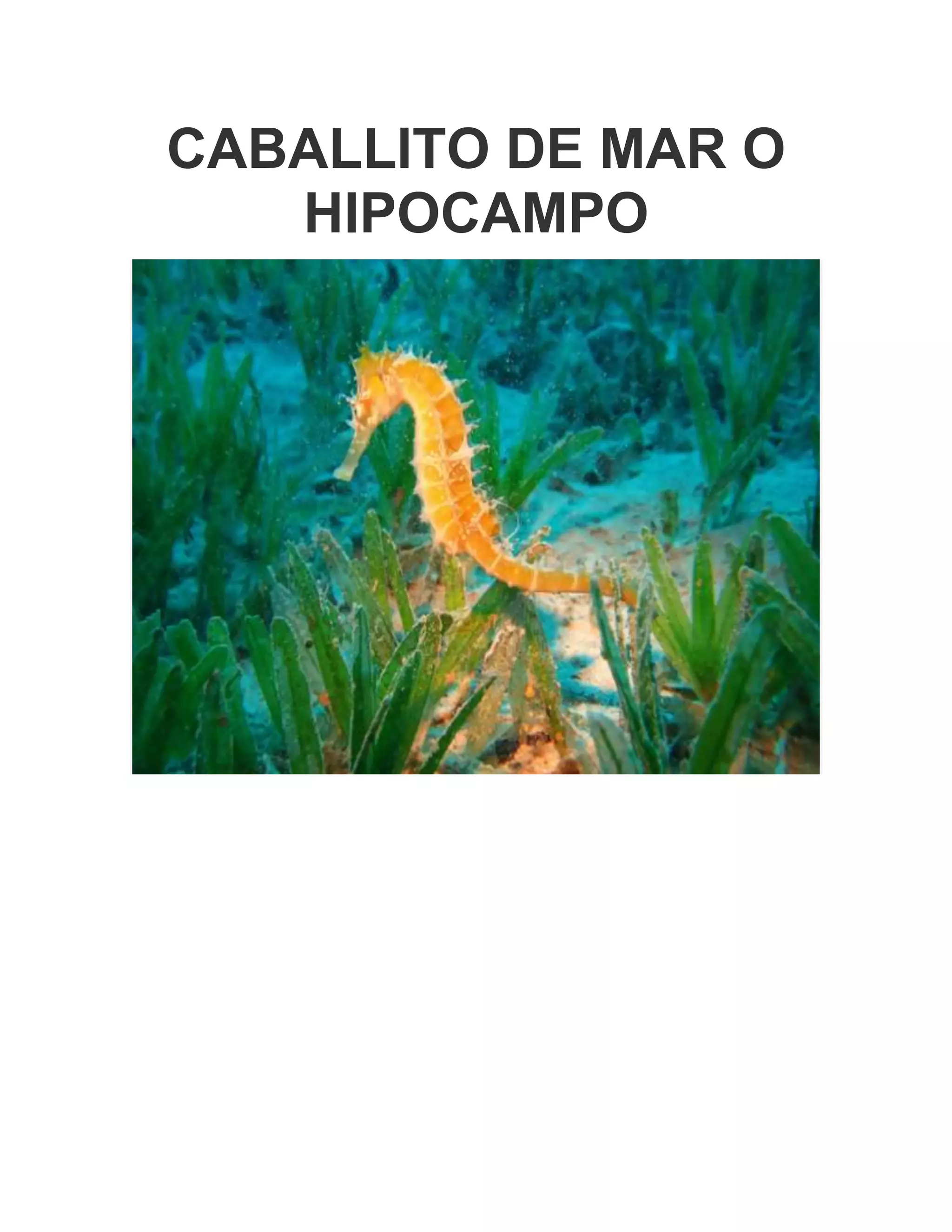 Caballito de mar | DOCX
