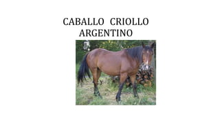 Caballo criollo argentino | PPTX