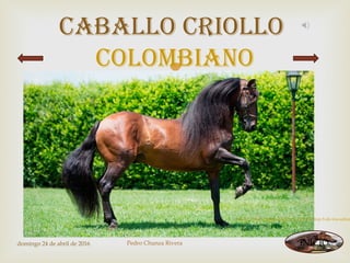 Caballo criollo colombiano | PPT