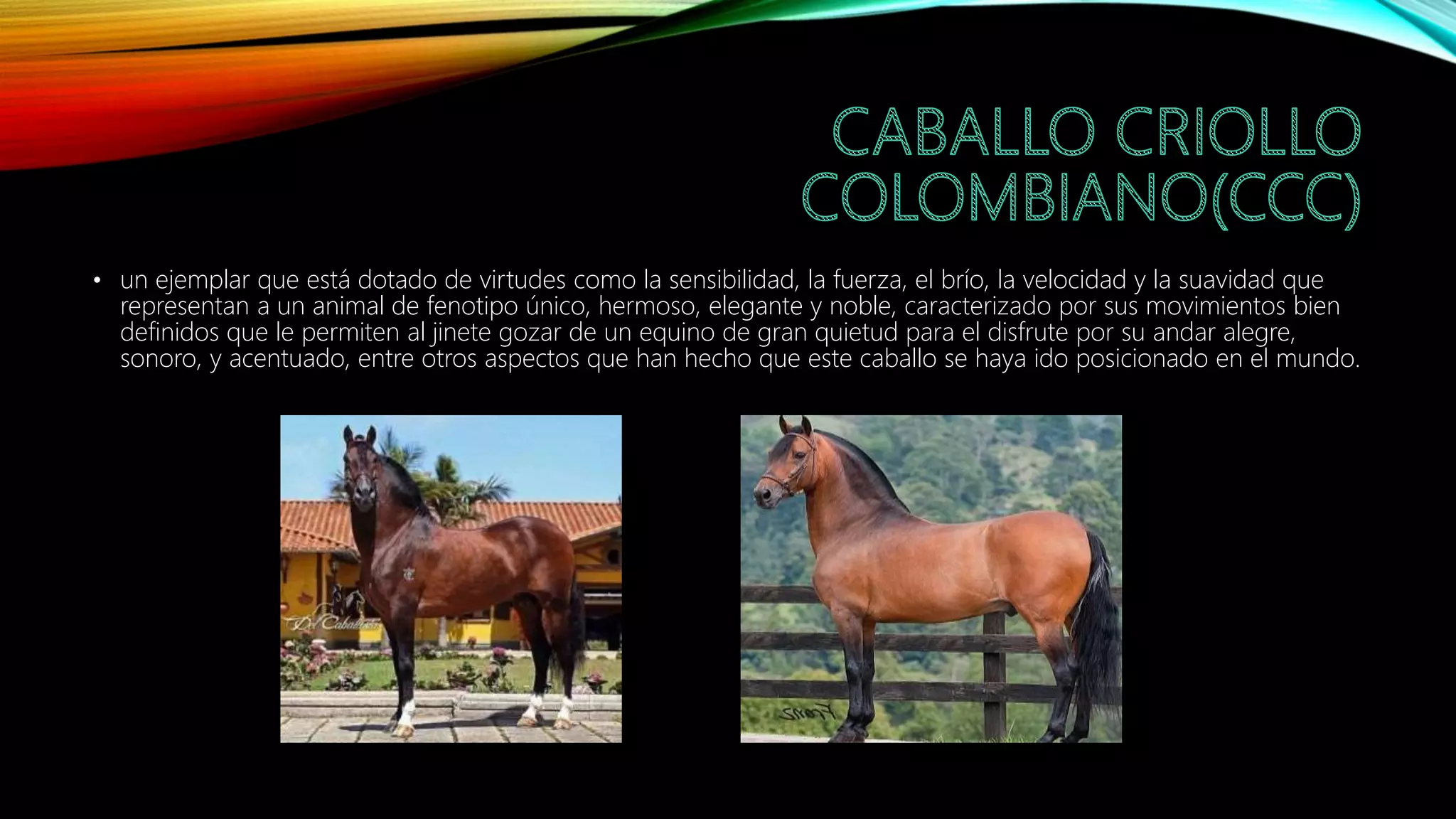 Caballo criollo colombiano(ccc) | PPTX | Equine Sports | Sports