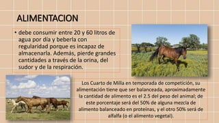 Caballo cuarto de milla | PPTX