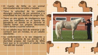 Caballo cuarto de milla | PPTX