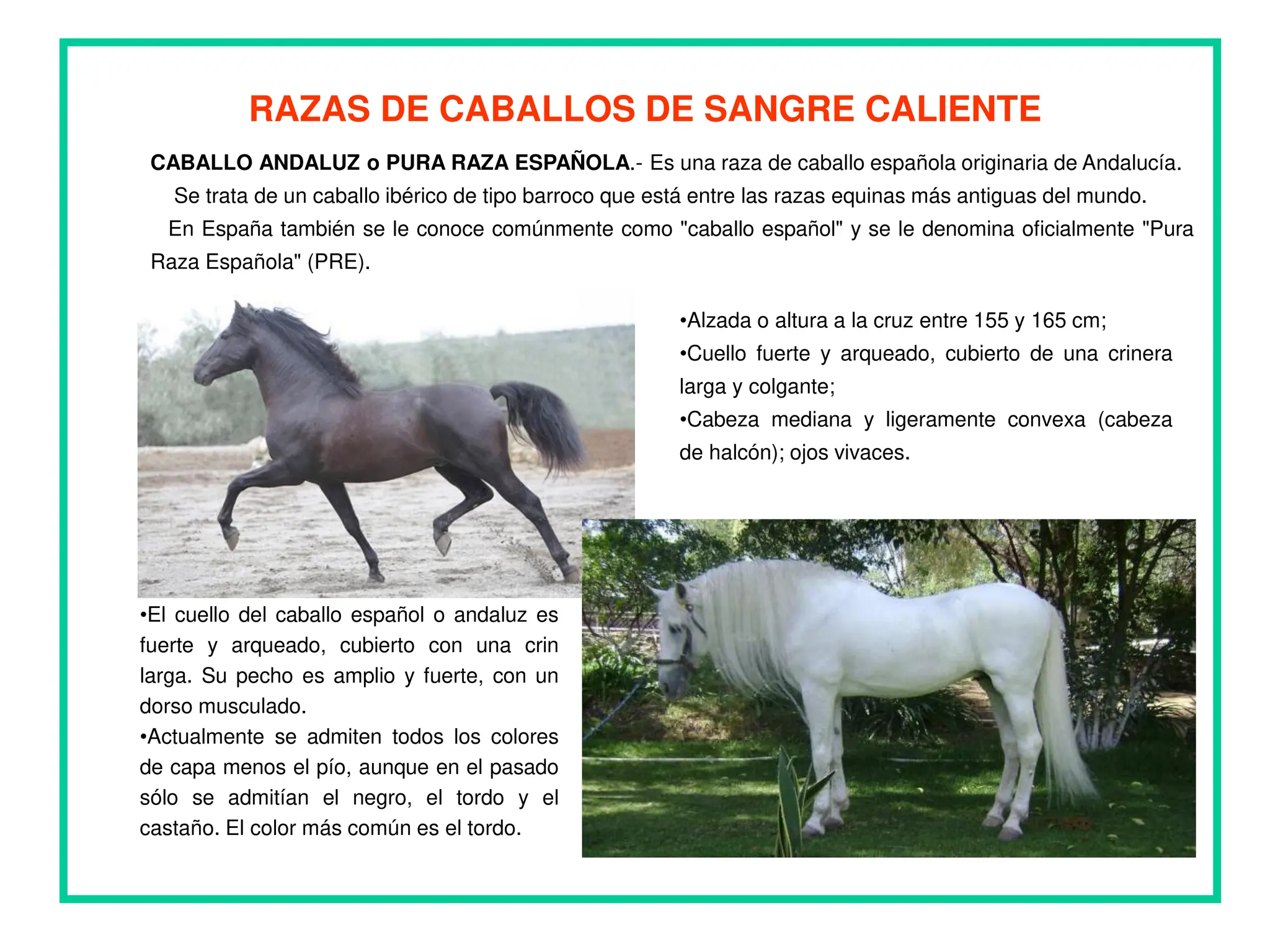 Razas de Caballos y sus características principales.pdf