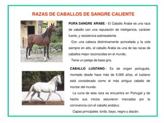 Razas de Caballos y sus características principales.pdf