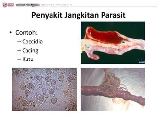 Cabaran penyakit ayam dan kawalan berkesan | PPTX