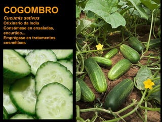 Cabazas, calacus e outras | PPT