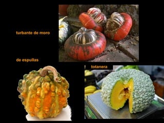 Cabazas, calacus e outras | PPT