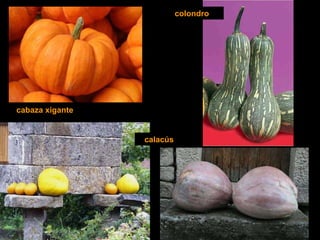 Cabazas, calacus e outras | PPT