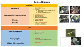 CABBAAGE Breeding and Cultivation.pptx