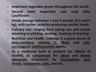 Cabbage (Brassica oleracea var.capitata) | PPTX