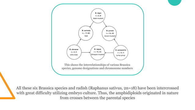 Cabbage: Origin, Taxonomy, Botany, genetics, cytogenetics, breeding ...