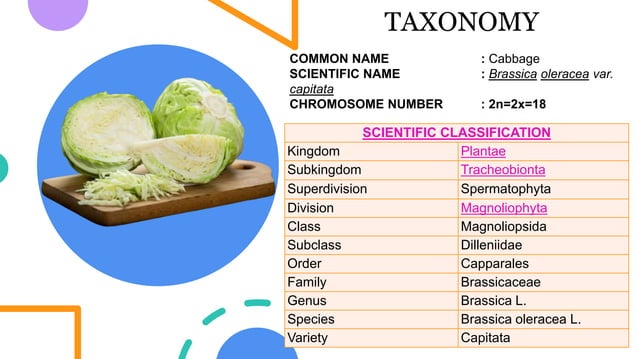 Cabbage: Origin, Taxonomy, Botany, genetics, cytogenetics, breeding ...