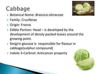 Cabbage | PPTX