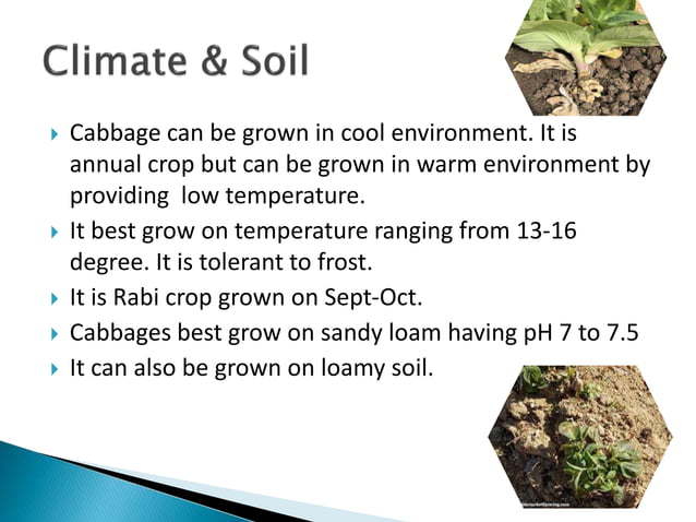 Cabbage | PPTX