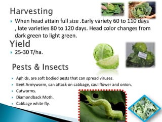 Cabbage | PPTX