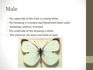 Cabbage butterfly | PPTX