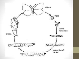 Cabbage White Butterfly Life Cycle
