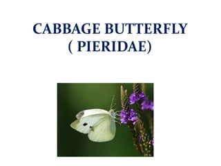 Cabbage White Butterfly Life Cycle